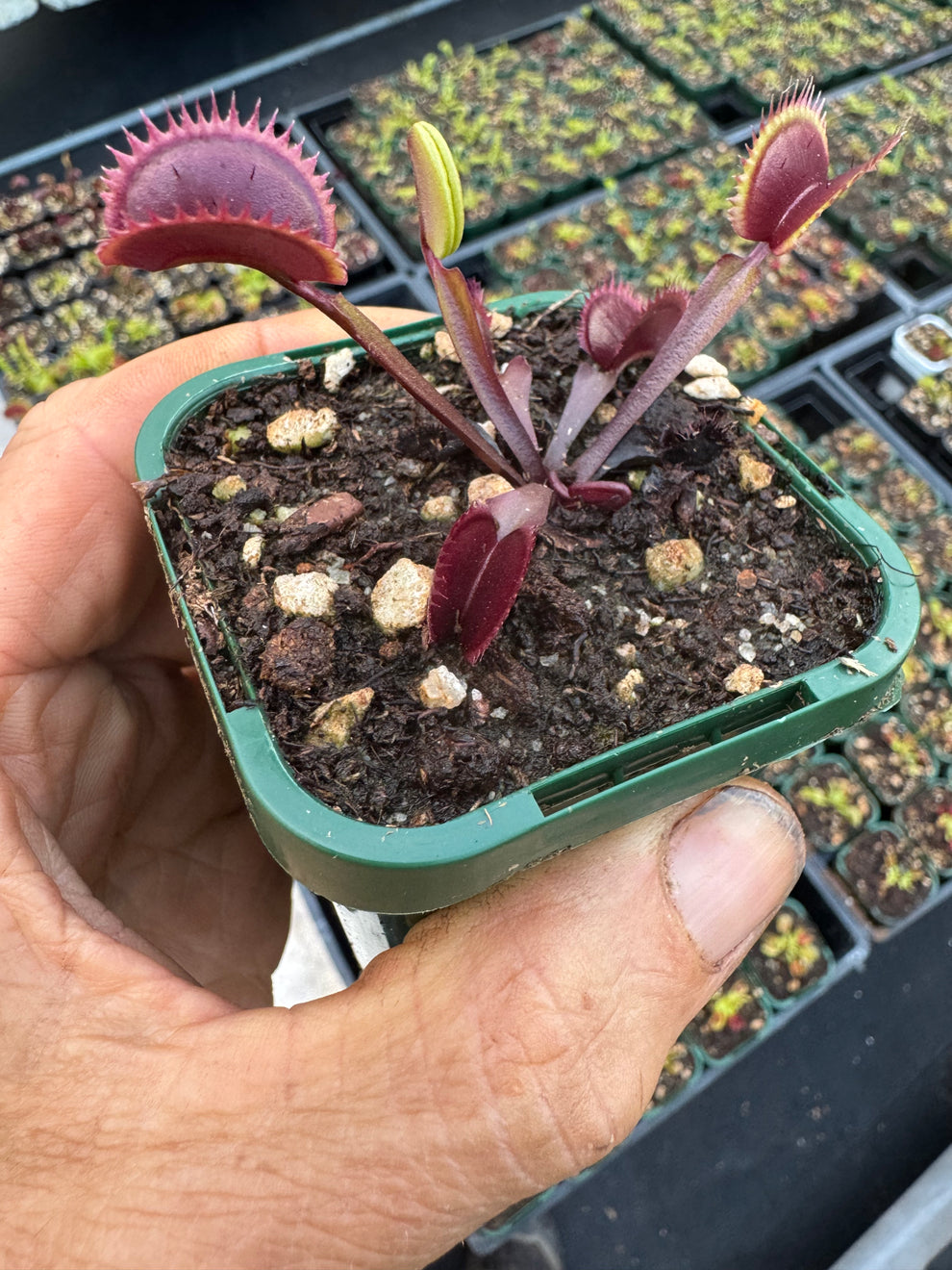 Dionea muscipula 'maroon monster' – RedRock Nursery
