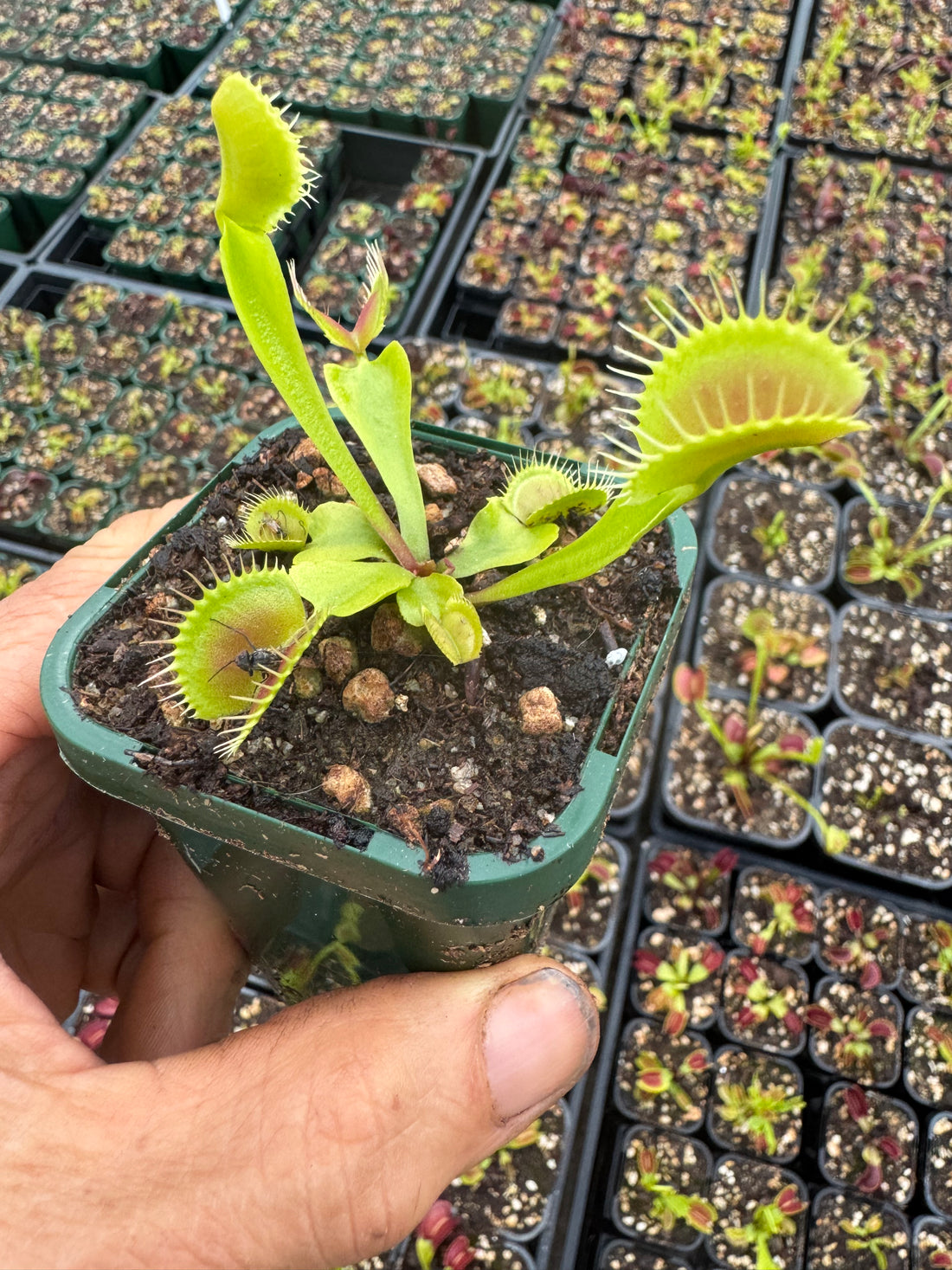 Dionea Muscipula "B52" – RedRock Nursery