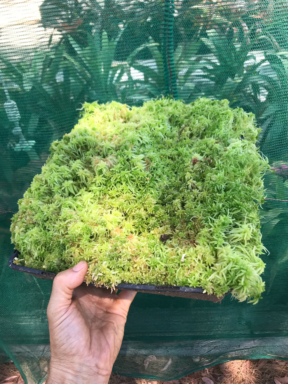 Live sphagnum moss tray 300mm x 350mm – RedRock Nursery